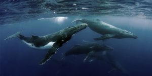 5 faits étonnants sur la migration animale