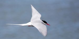 5 faits étonnants sur la migration animale