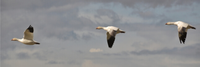 5 faits étonnants sur la migration animale