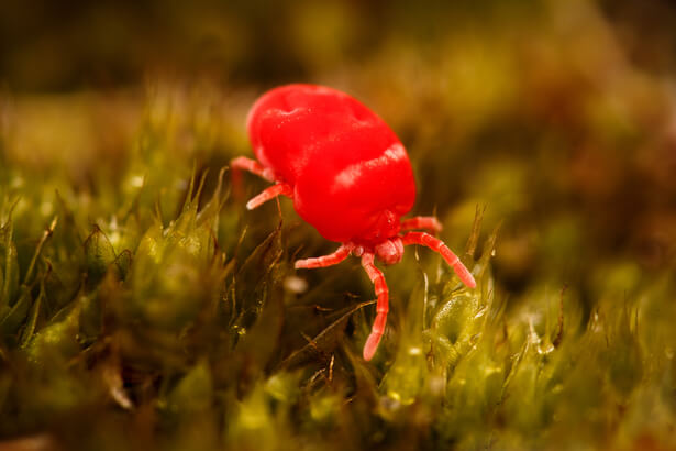 Les cadeaux d'animaux sauvages les plus insolites - diaporama | Page 3