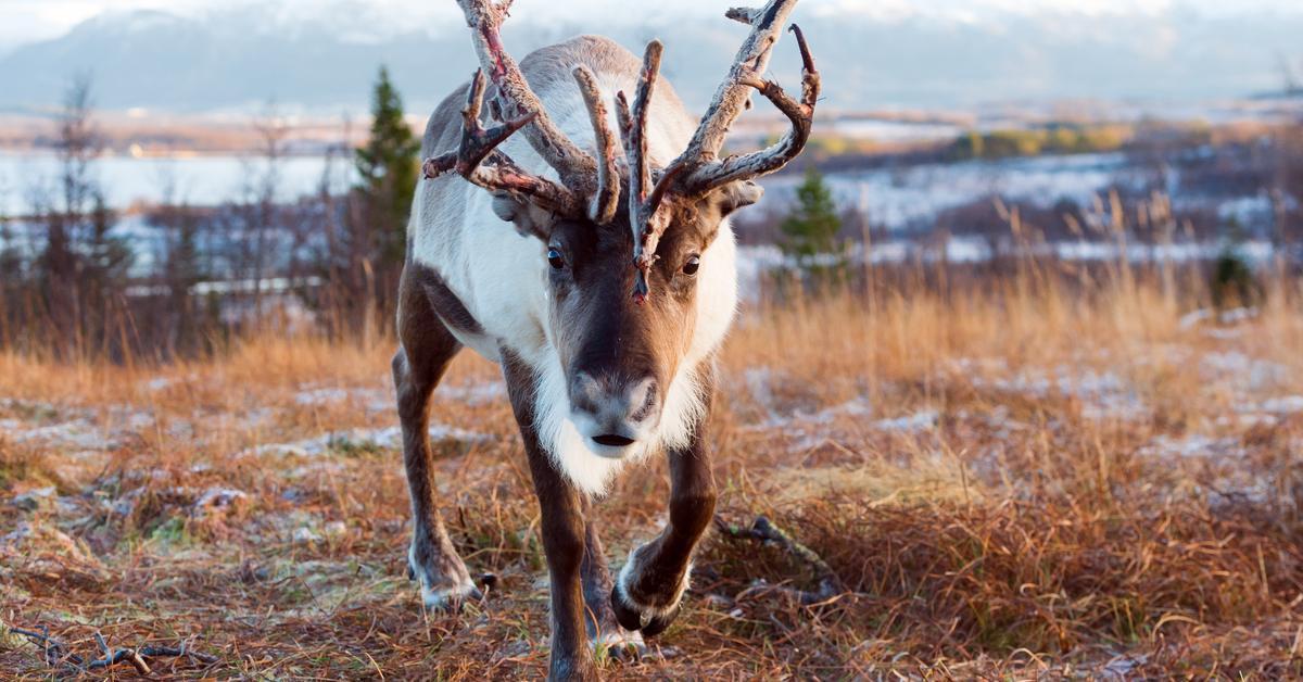 L'inquiétante disparition de rennes en Laponie et dans l'Arctique
