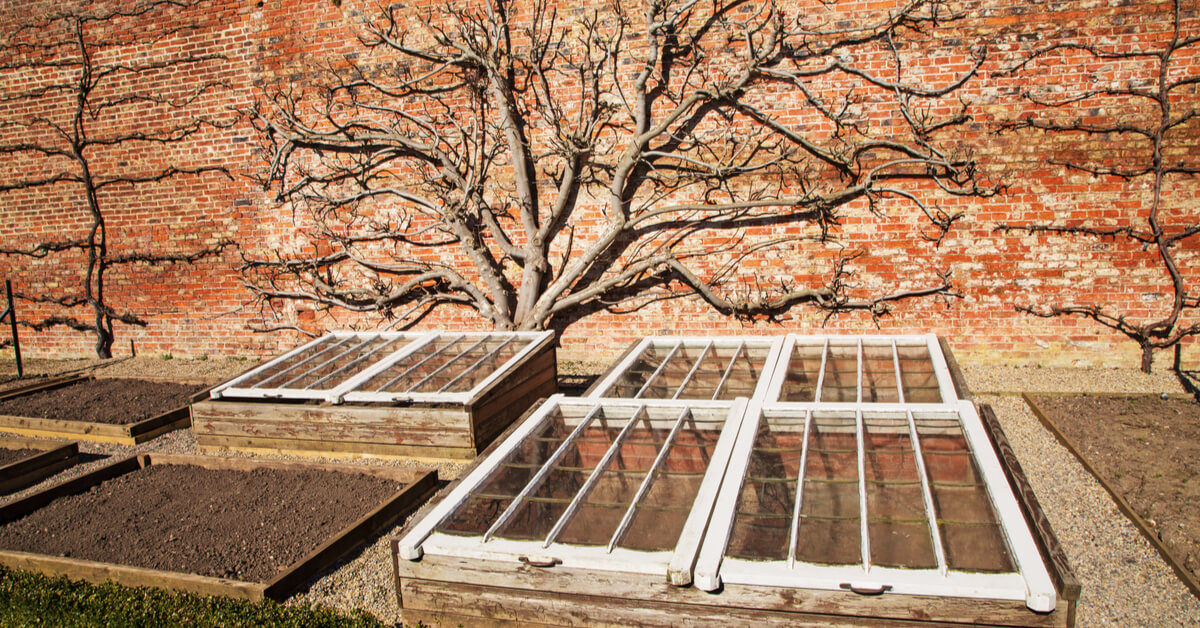 Au potager, cultiver sous serre châssis pour profiter de la saison froide