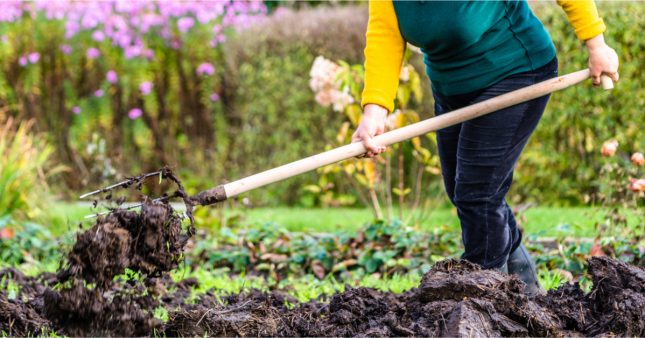 Pour produire plus au potager, pensez fumier