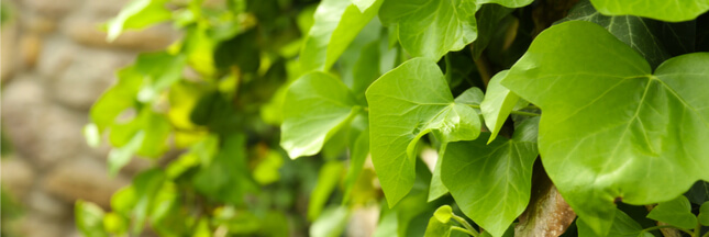 Le lierre grimpant : un allié bien-être pour les maux du quotidien