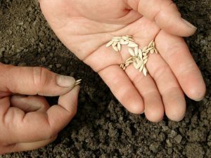 Comment réussir ses semis de concombres année après année