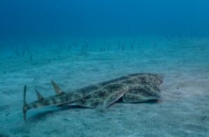 La sauvegarde des requins-anges enfin d'actualité
