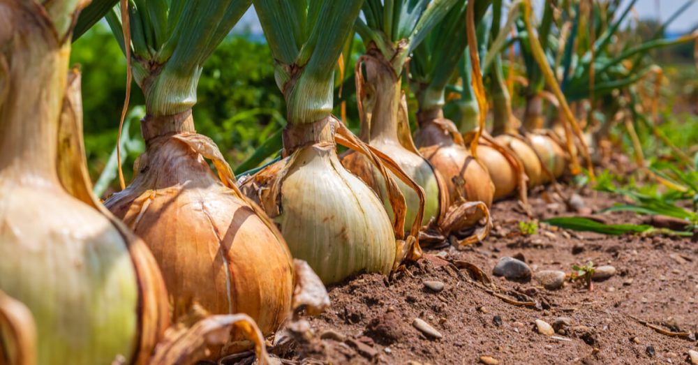 Association de culture : bonnes et mauvaises fréquentations de l'oignon