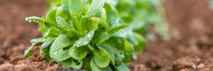 Comment réussir ses semis de mâche année après année