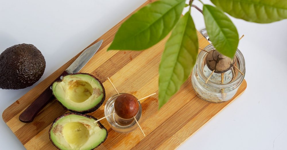 Comment faire germer un noyau d'avocat