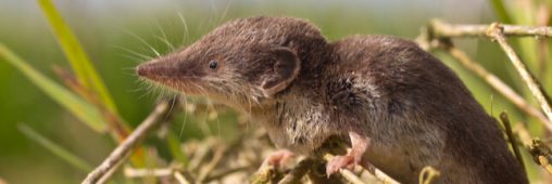 La musaraigne, formidable alliée en lutte biologique