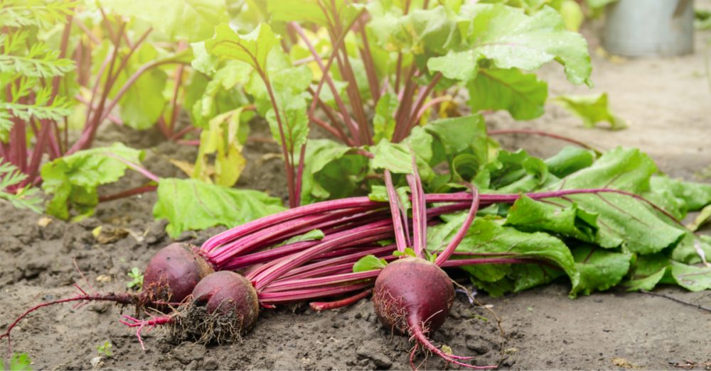 Comment réussir ses semis de betteraves année après année