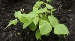 Quand semer les haricots verts et d'autres haricots chaque année