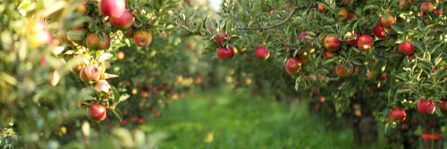 7 façons de favoriser la biodiversité dans votre verger