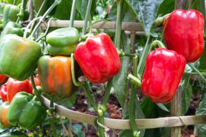 Association de cultures : que planter avec les poivrons