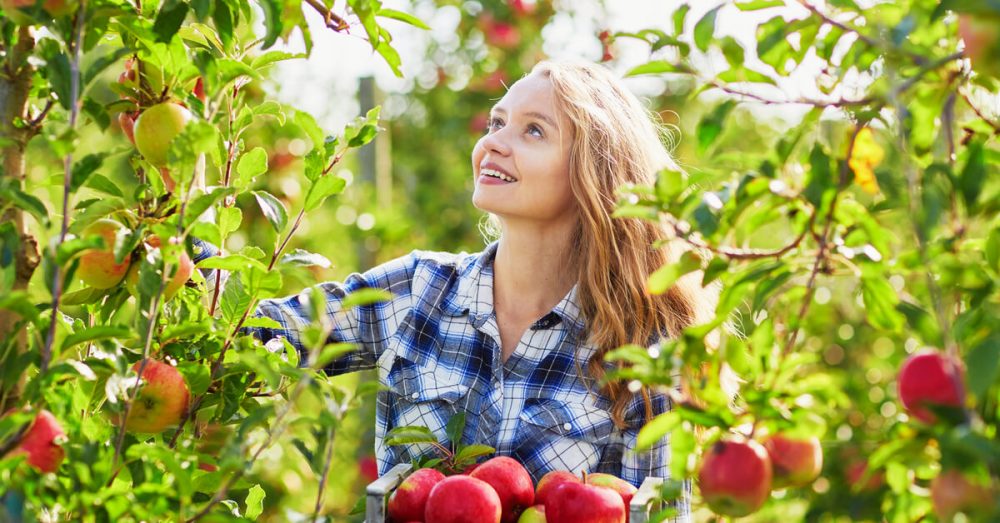 7 façons de favoriser la biodiversité dans votre verger