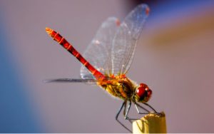 La libellule : mythique, magnifique et utile