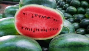 Comment faire germer un pépin de pastèque