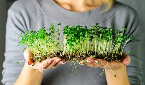 La coriandre fraîche en cuisine : nos recettes originales