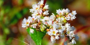 Sarrasin : bienfaits, cuisson et retour du blé noir