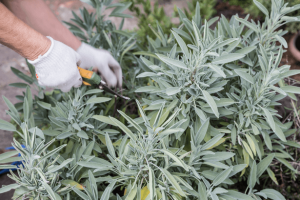 Le guide complet pour planter de la sauge : astuces et conseils