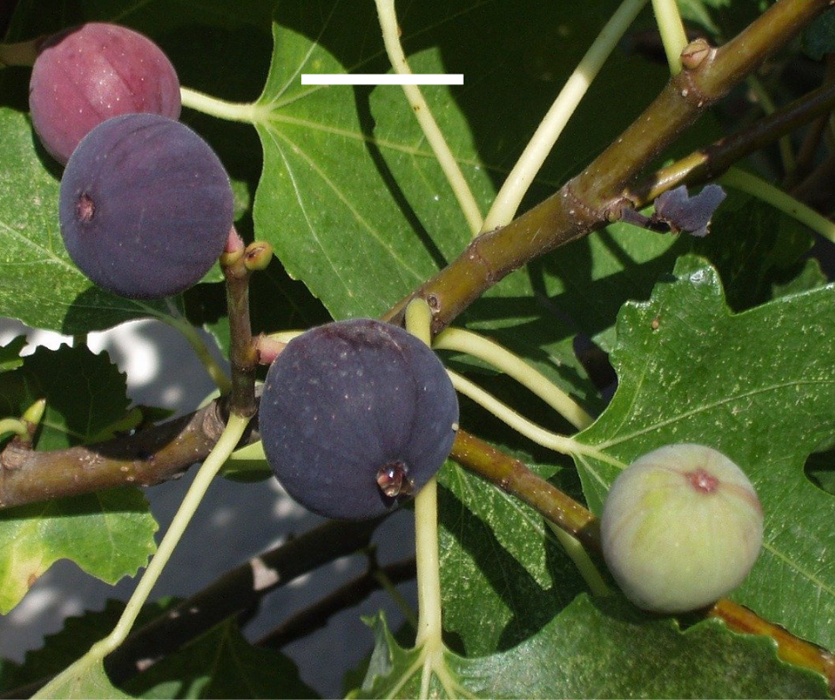 L'entretien du figuier : bouture figuier, marcottage, taille, planter ...