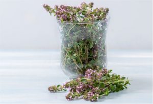 Plantes aromatiques - Comment planter de l'origan