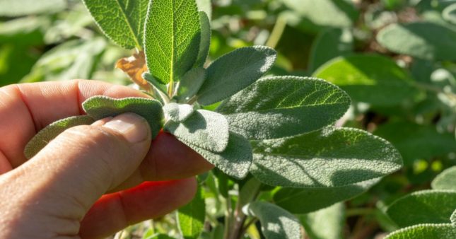 Le guide complet pour planter de la sauge : astuces et conseils