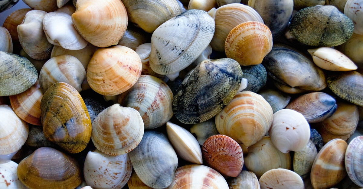 Dans la famille biodiversité ordinaire, protégeons la palourde commune