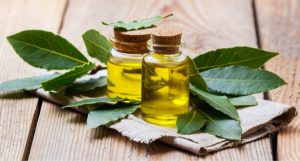 Huile essentielle laurier noble, précieuse alliée aromathérapie