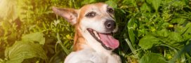 7 réflexes écologiques à adopter avec son chien