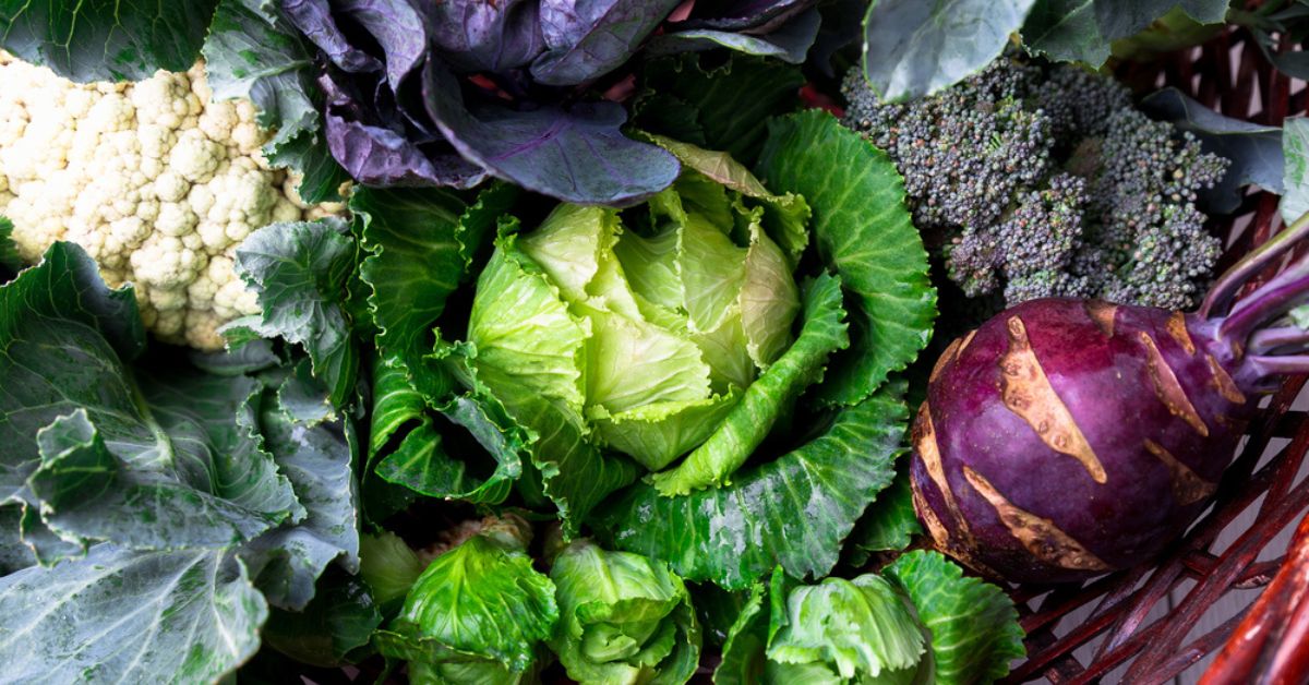 Les choux : sources de nombreux bienfaits méconnus