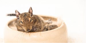 Conseils pour adopter et prendre soin d'un Octodon