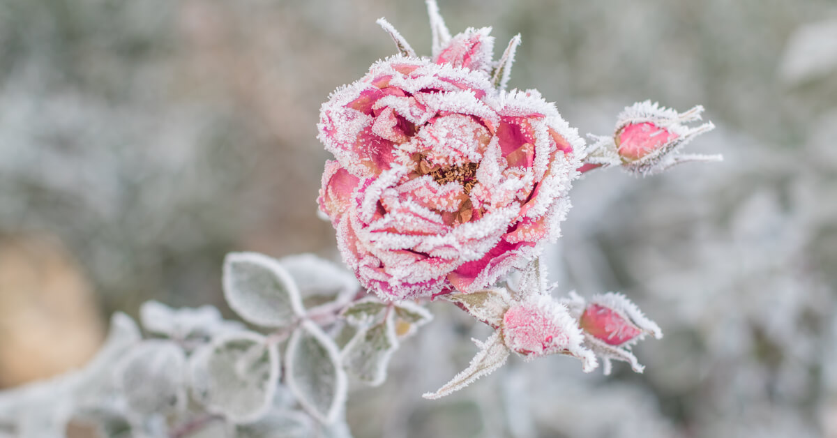 Que planter, récolter, que faire au jardin en janvier