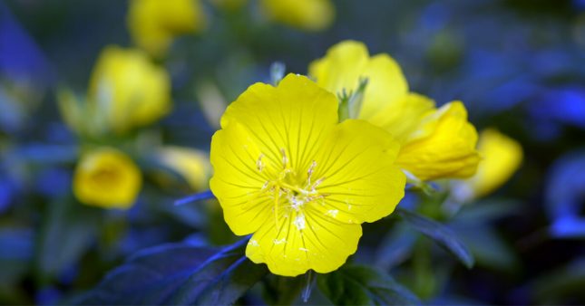 L'onagre : la fleur incontournable pour soigner les femmes
