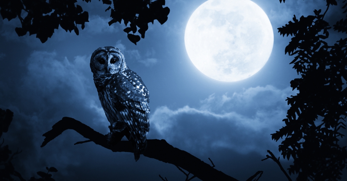 L'influence de la lune sur les animaux sauvages et domestiques