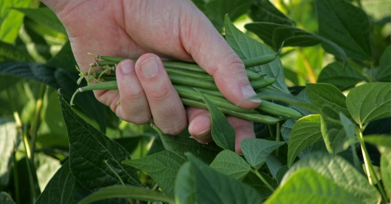 Quand semer les haricots verts et d'autres haricots chaque année