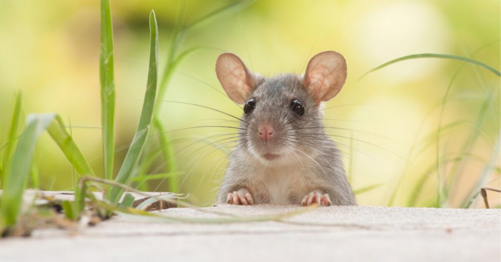 Ces 6 déchets non recyclables à ne pas mettre dans la poubelle de tri