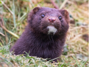 Dans la biodiversité ordinaire, protégeons le vison d'Europe