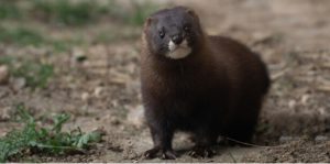 Dans la biodiversité ordinaire, sauvons le vison d'Europe