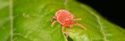 10 conseils naturels contre les piqûres d'aoûtat