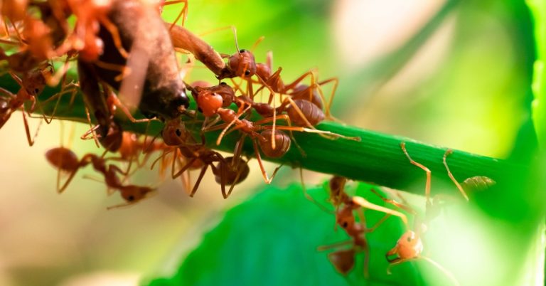 Comment creuser un puits, tutoriel jardinage pratique