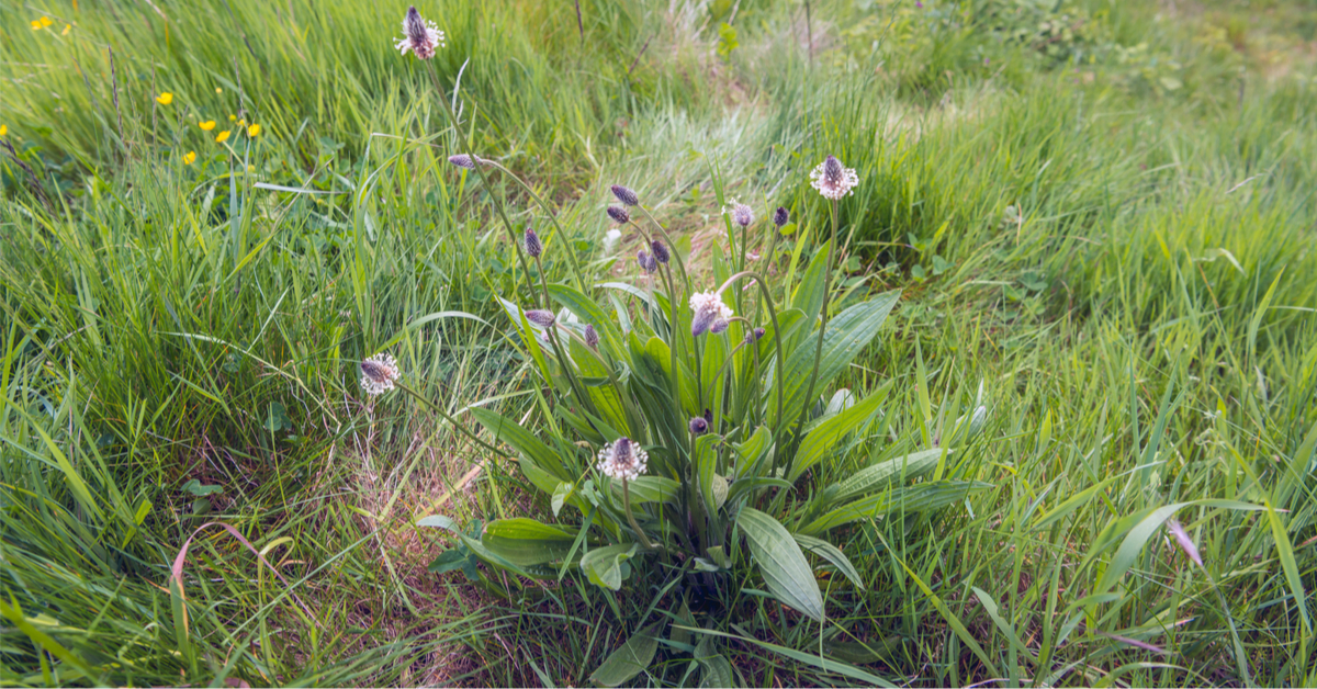 14 plantes sauvages comestibles : guide pratique