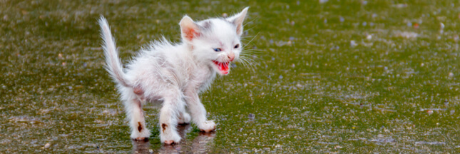Un bébé animal blessé, qui appeler et que faire