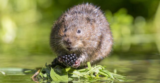 Dans la famille biodiversité ordinaire, protégeons le campagnol terrestre