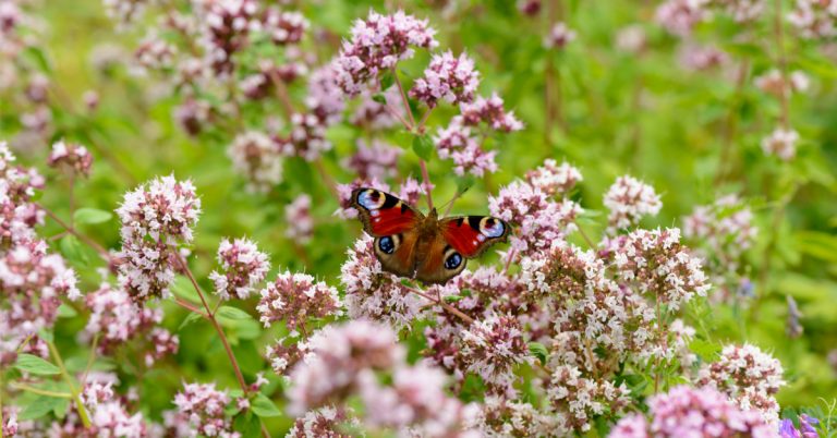 Animaux au printemps : 10 espèces à observer autour de chez vous