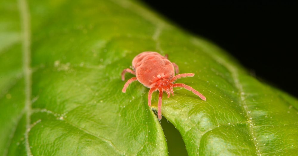 10 conseils naturels contre les piqûres d'aoûtat