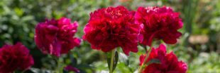 Pivoine - Tous nos conseils plantation, entretien, taille et multiplication