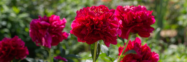 Pivoine - Tous nos conseils plantation, entretien, taille et multiplication