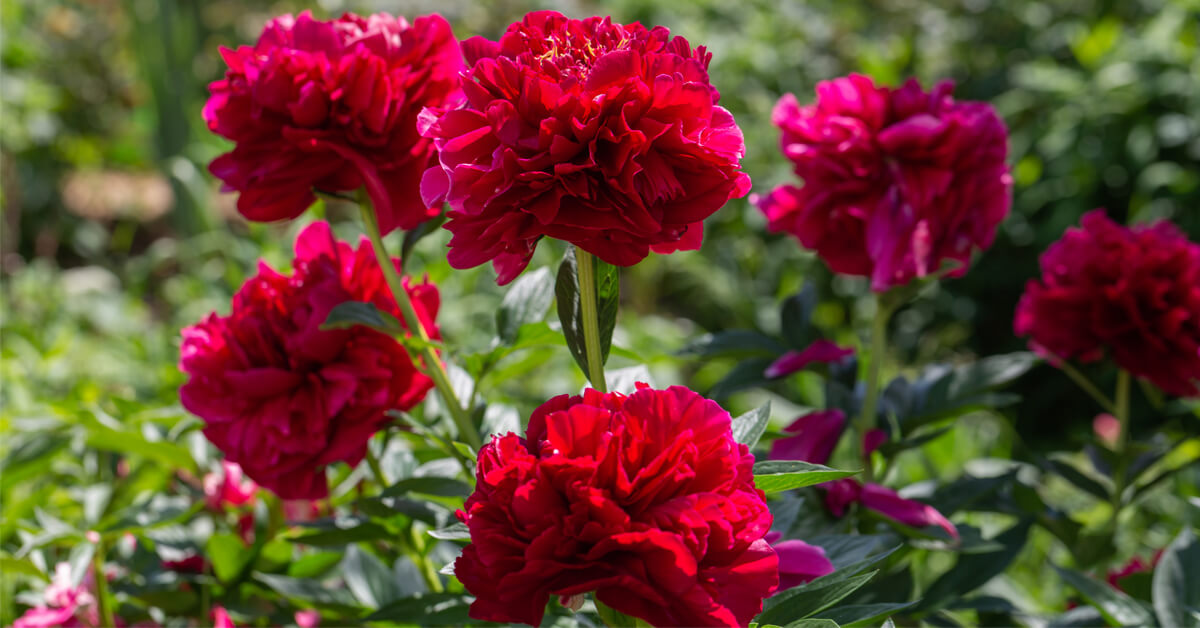 Pivoine - Tous nos conseils plantation, entretien, taille et multiplication