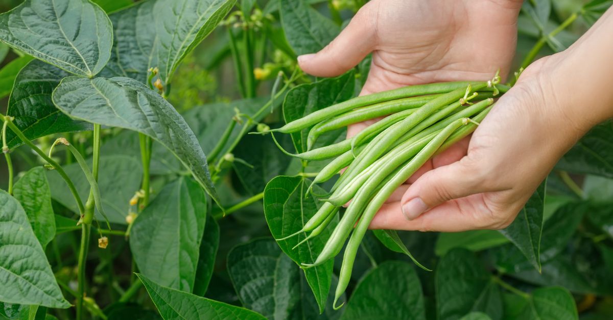 Le haricot vert, idéal pour faire le plein de fibres cet été